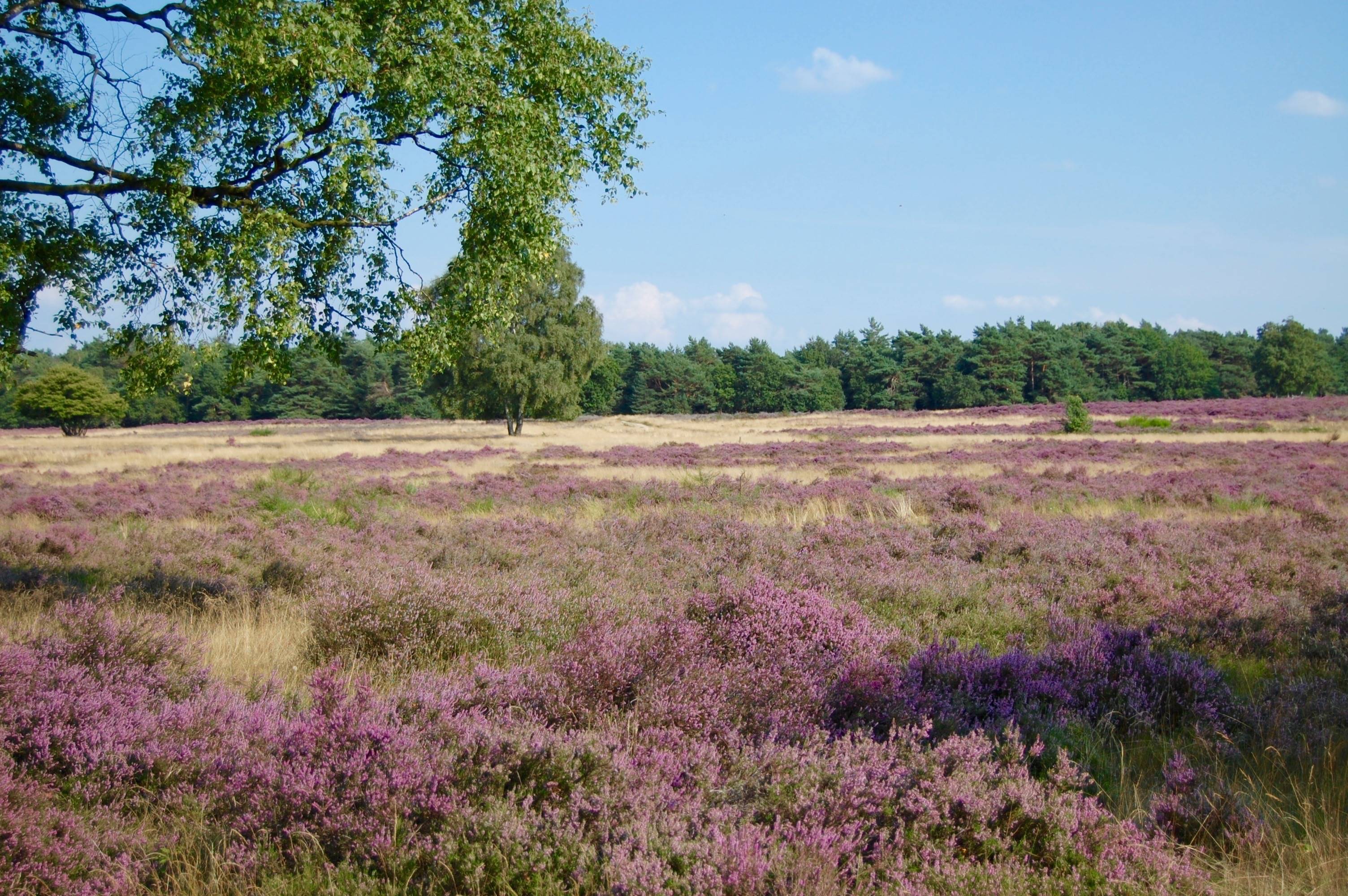 Het Gooi | Home Smith Home | Makelaar Thuis in het Gooi